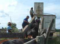 SNIG - Sistema Nacional de Información Ganadera - Objetivos - Introducción